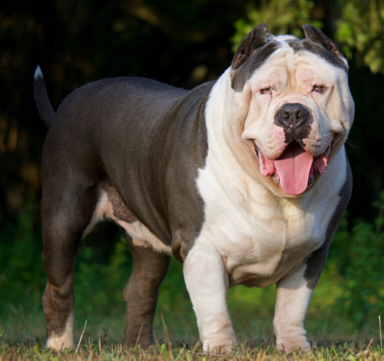 Home - Titan Bullys