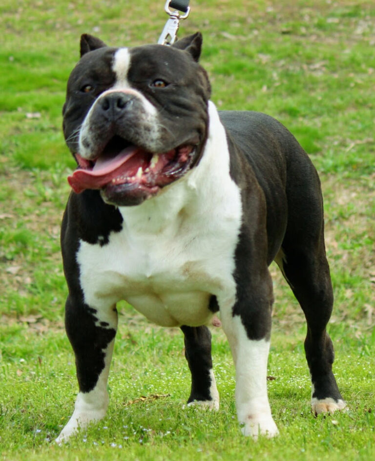 Home - Titan Bullys